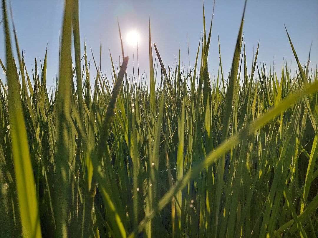 新潟県産コシヒカリ 特別栽培米 10kg（従来コシヒカリ）