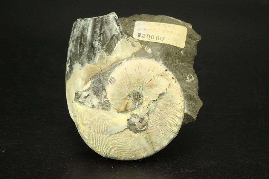 白亜紀 貝 化石 二個 ポポロスカフィテス(ZE492)