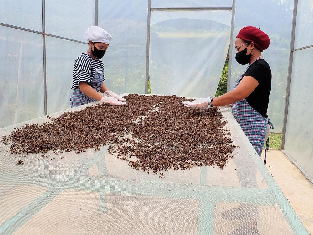 夏の山椒祭り：熱帯スマトラ島トバ湖より、アンダリマン山椒粉末、大容量1000g