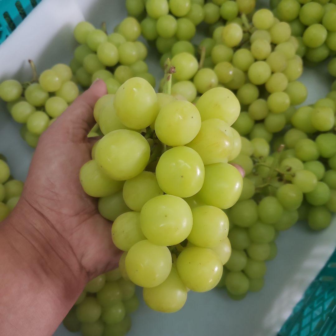 5️⃣ 山梨県産 シャインマスカット１４房 箱込み5.5キロ