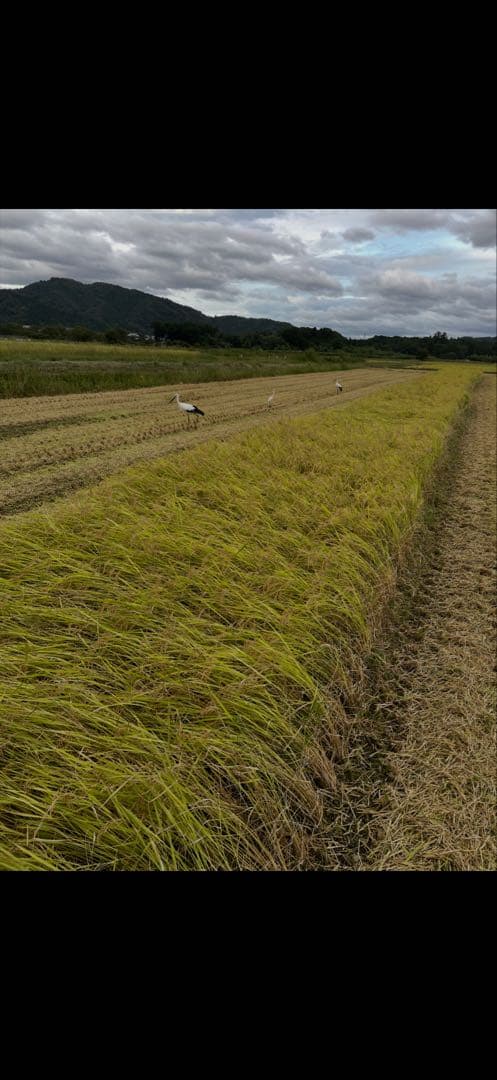③ゆうだい21 （白米3kg）・コシヒカリ（白米5kg）セット