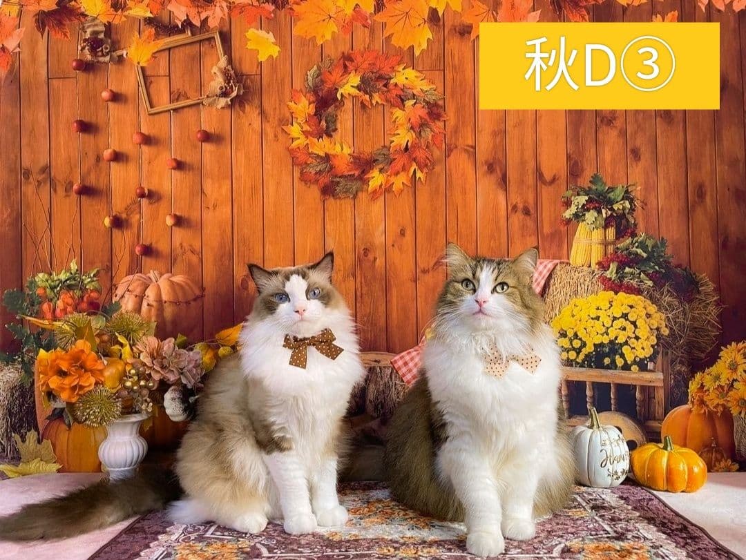 紅葉　背景布秋XD①　ペット撮影用　80×120cm　トリミングチョーカー販売中