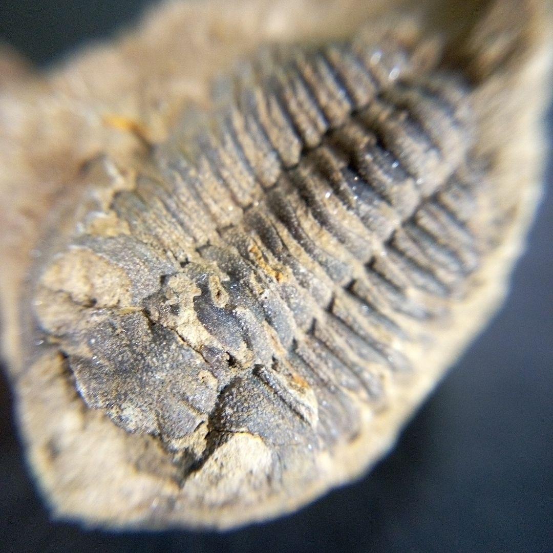 三葉虫　化石　ボリビア産　南アメリカ　trilobite　南米産fossil⑦