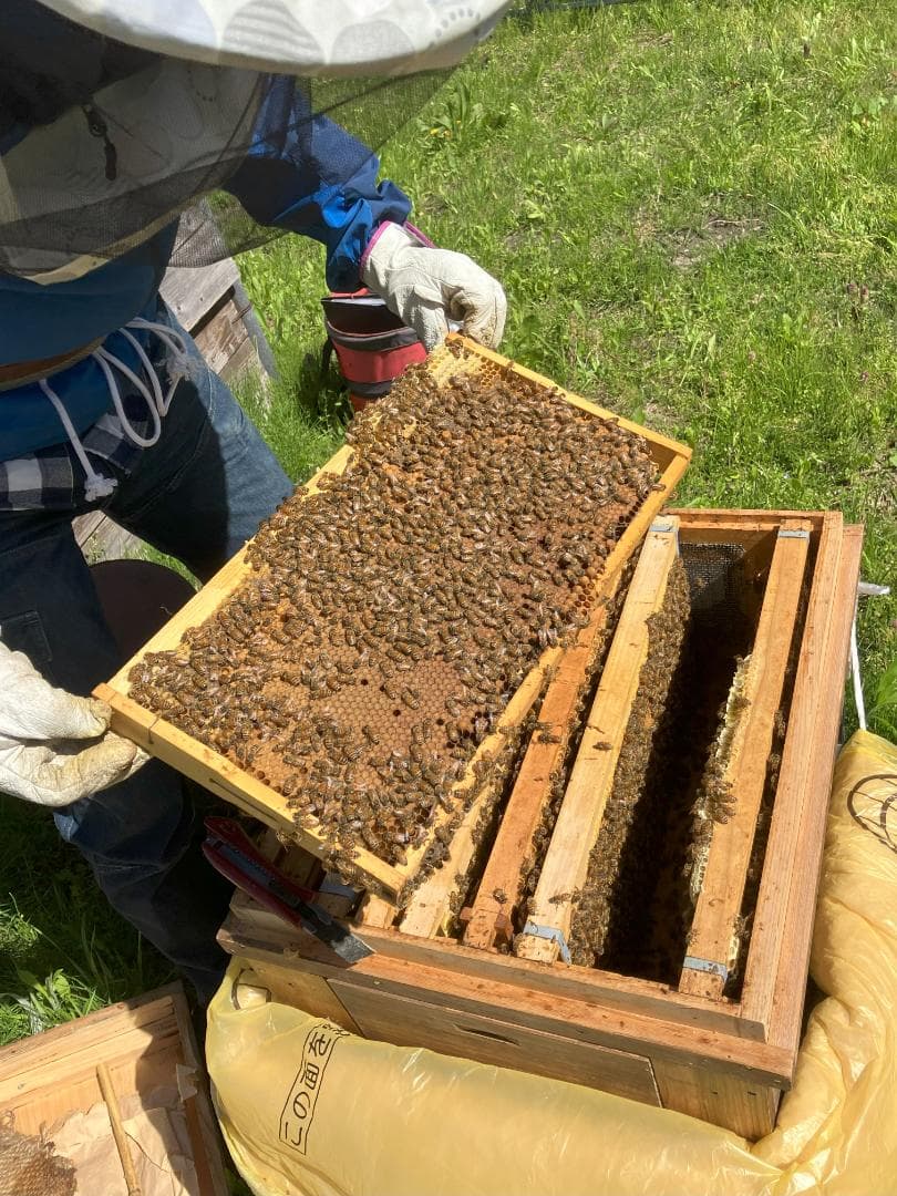 【Nissui様】 百花蜜 1000g 6本 長野県産 国産蜂蜜 はちみつ