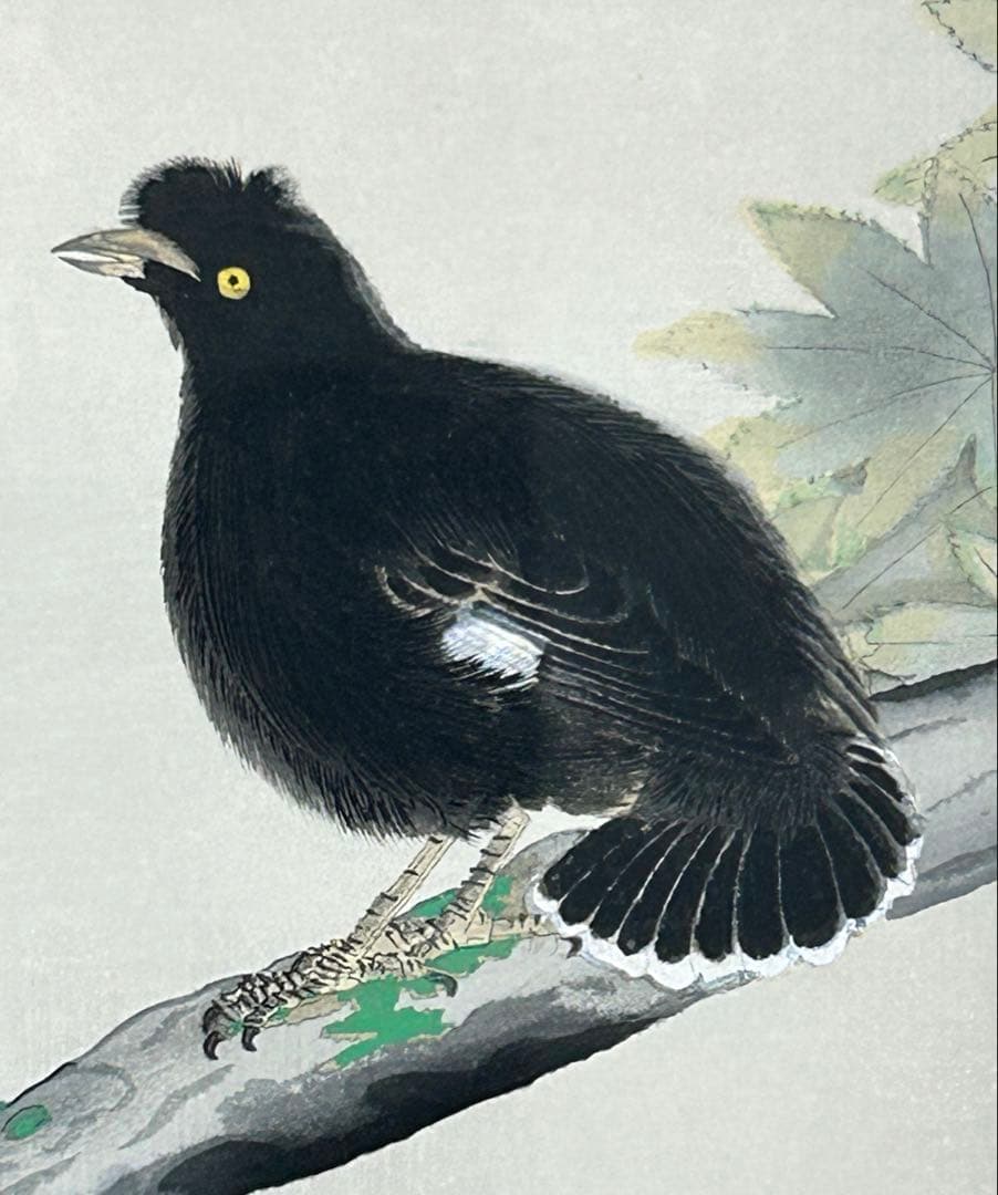 5048■横山大観【くよく】八哥鳥 手摺木版画 額装