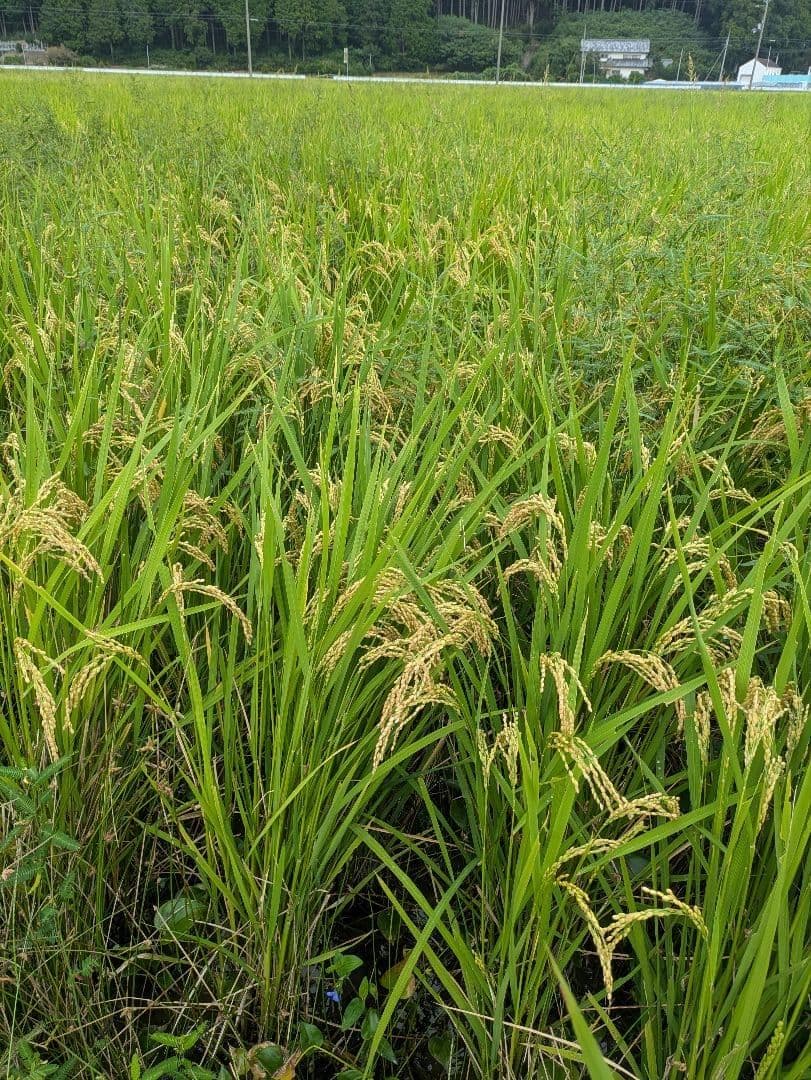 微生物自然栽培　ヒノヒカリ 10㎏　 7年産　玄米　兵庫県産