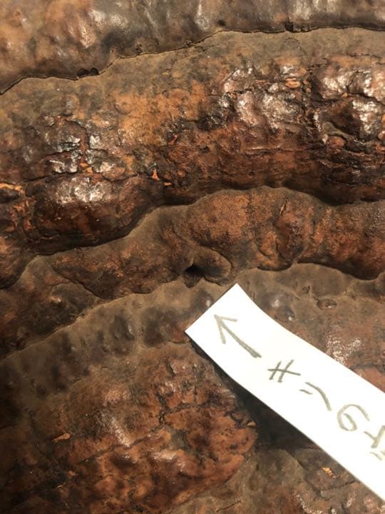 さるのこしかけ