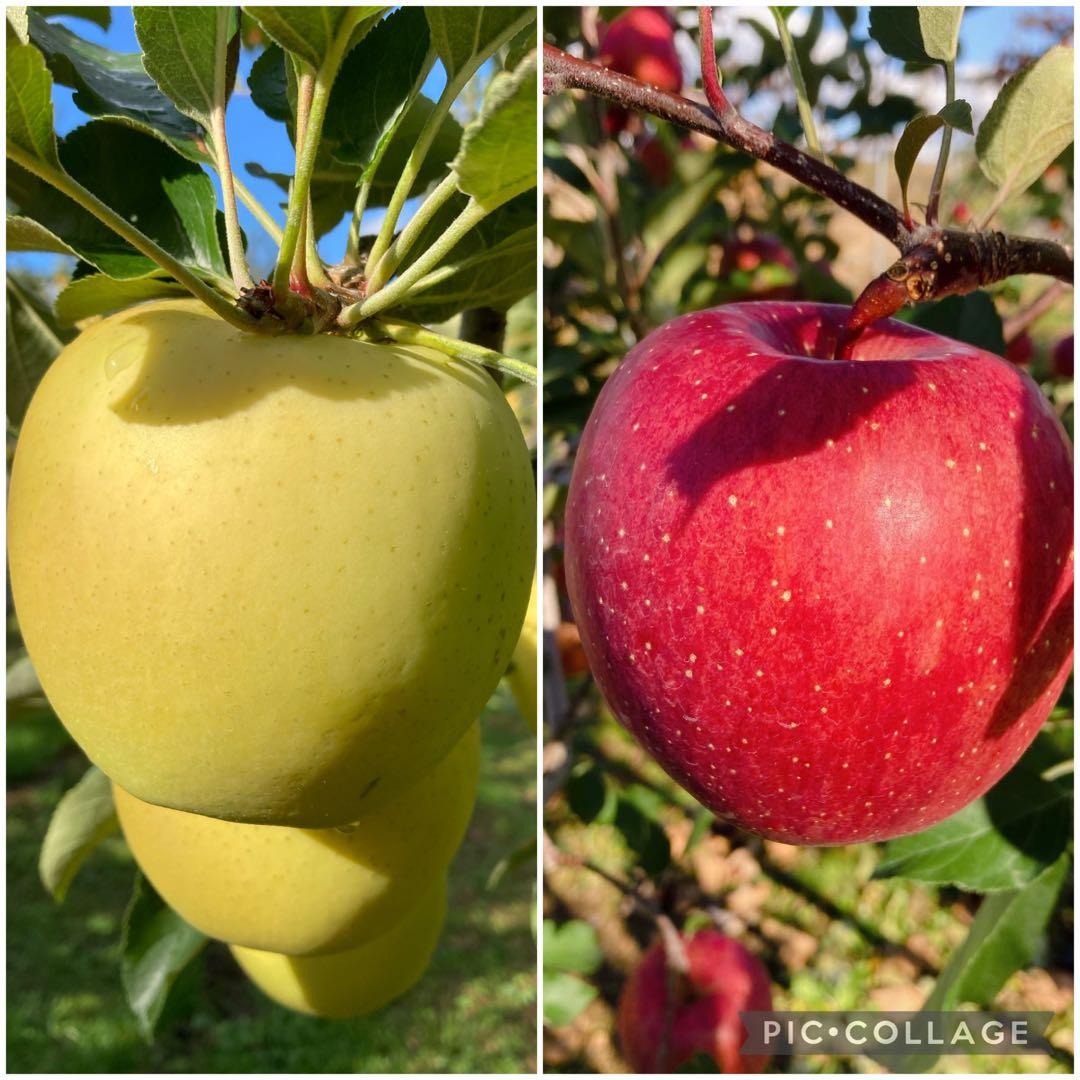 青森県産りんご✨10kg3種ミックス❣️ふじ✨シナノゴールド✨名月