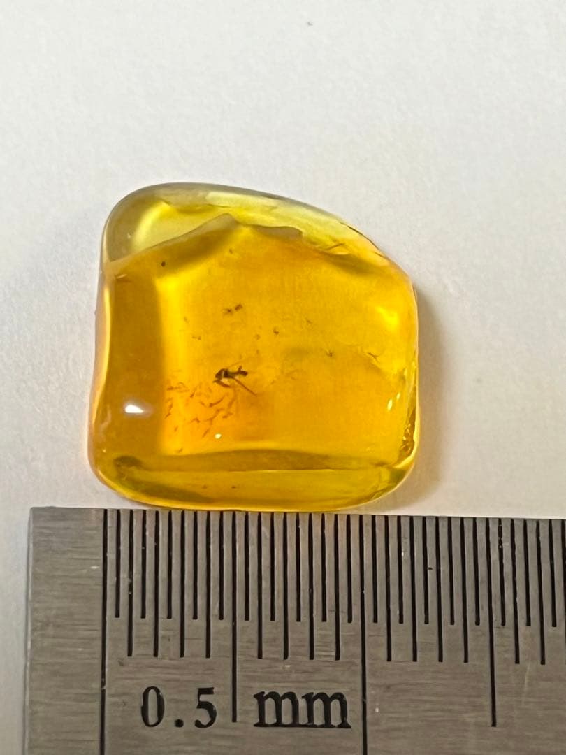 バルト海産　虫入り琥珀　12個セット　全て虫入り　本物保証　良いコンディション