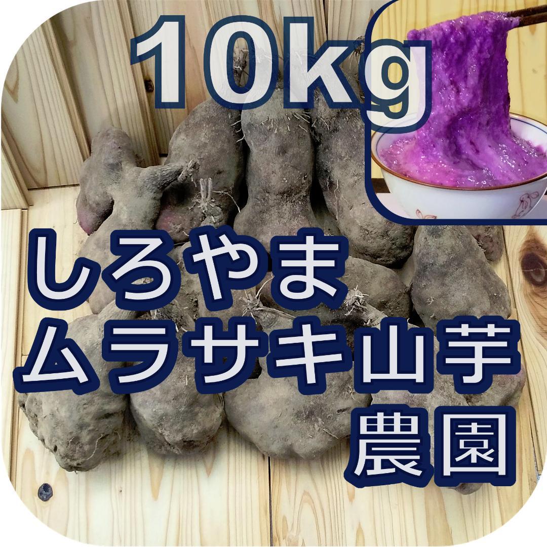 紫山芋(土付き)10kg