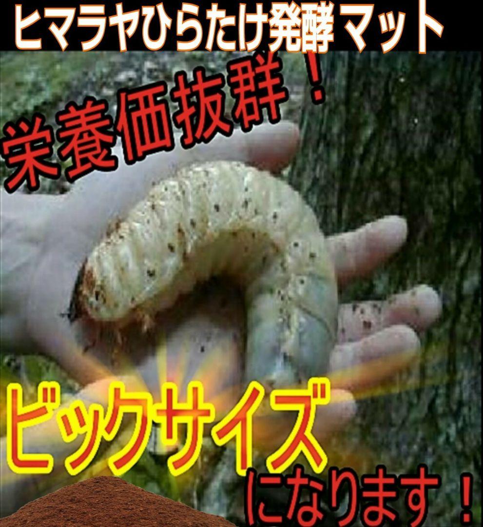 デカクなりすぎ注意！80リットル☆ヒマラヤひらたけ発酵カブトムシマット栄養価抜群