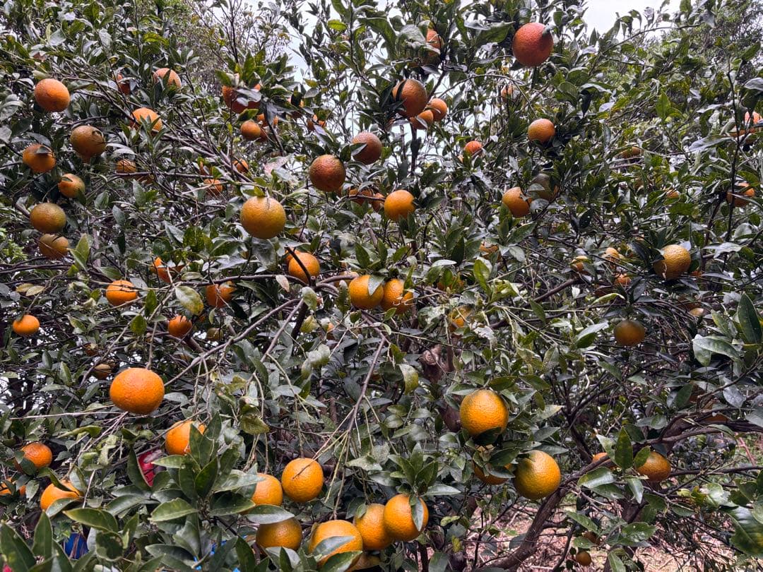 沖縄県産やんばるタンカン　無農薬