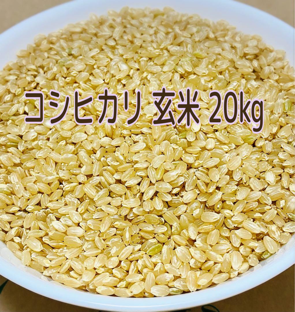 令和6年産 コシヒカリ玄米 20kg