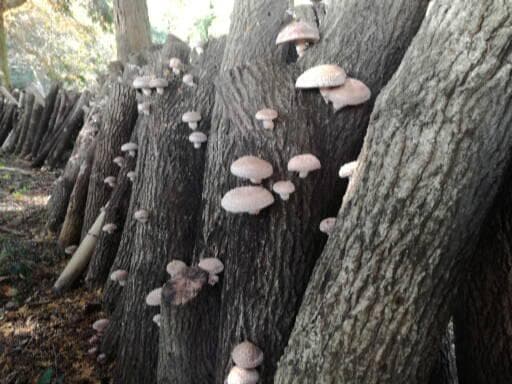 ねねさまご予約専用 大分県特産 生どんこ椎茸「秋子」ダブル 1st