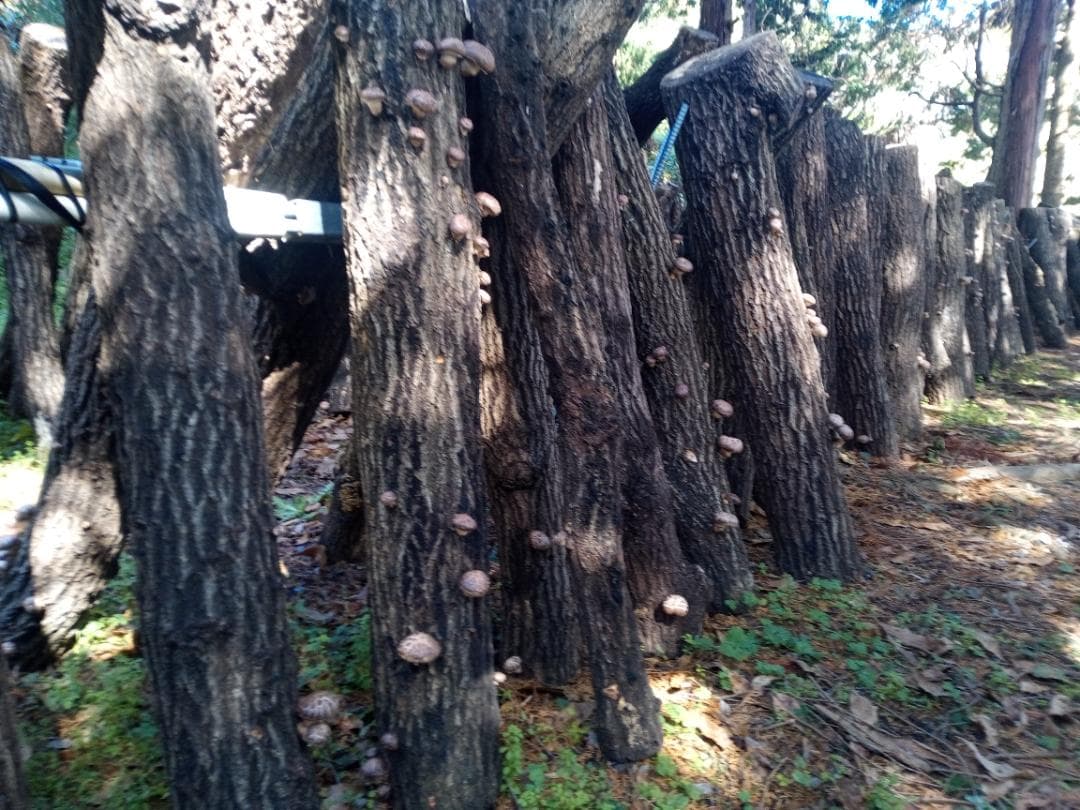 ねねさまご予約専用 大分県特産 生どんこ椎茸「秋子」ダブル 1st