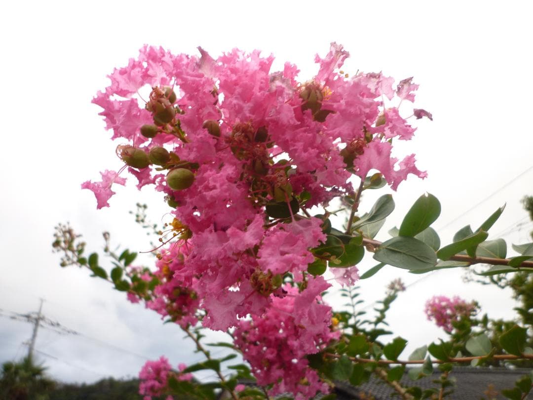 安心の日本みつばち 芳醇 糖度81％ 優良品 非加熱 秋はちみつ1,100g