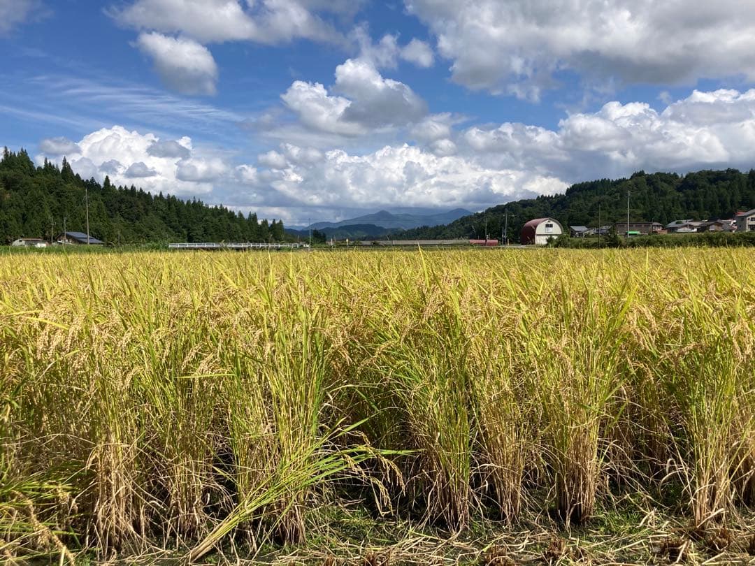 令和7年産　魚沼コシヒカリ玄米30kg