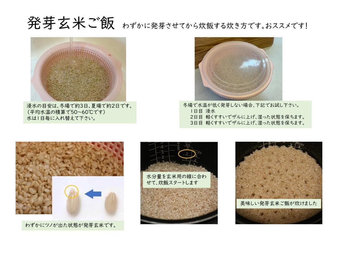 10kg　玄米食に最適「はるみ」自然栽培米　農薬不使用　玄米