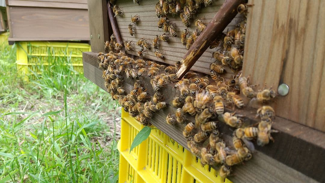 【養蜂家直送】 はちみつ 3kg 国産 天然 純粋 生蜂蜜 7月新蜜 夏の百花蜜