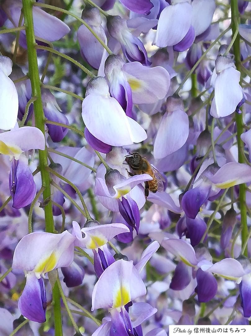 【再出】百花 アカシア 1000g 各１本 長野県産 国産蜂蜜 生蜂蜜 西洋蜜蜂
