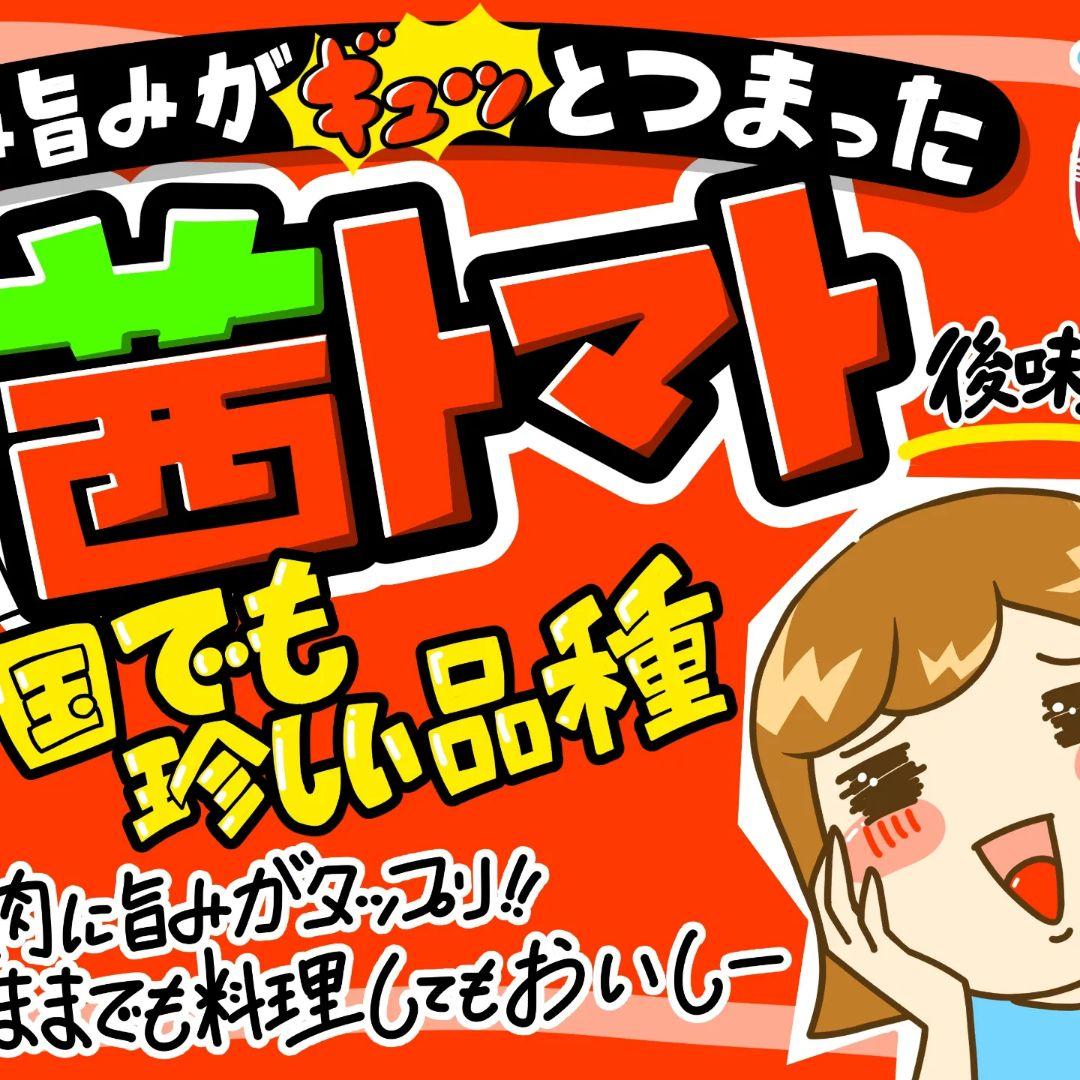熊本県産ミニトマト「茜とまと９キロ」