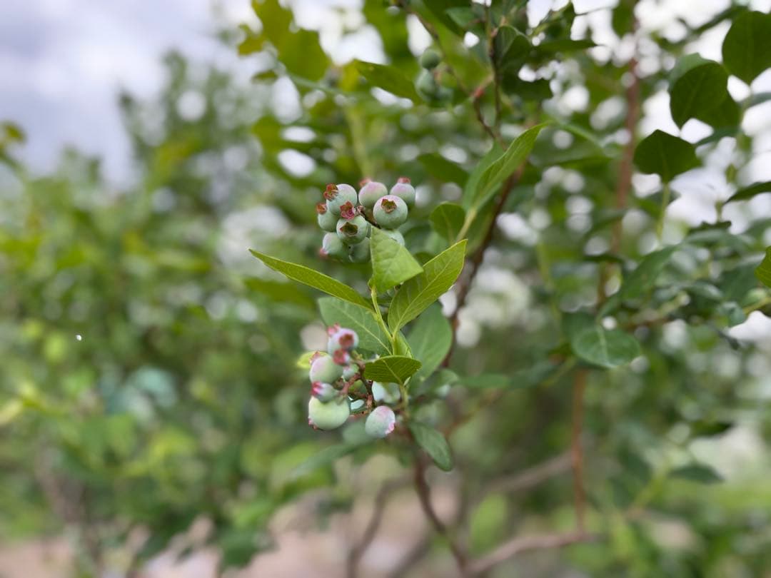 埼玉県産令和7年度冷凍ブルーベリー