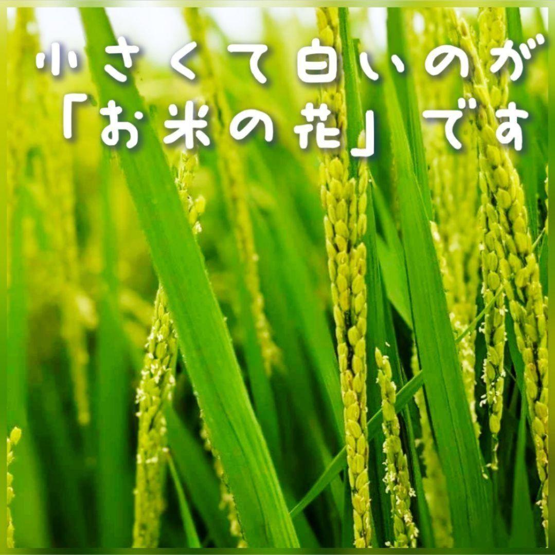 ササニシキ 玄米20kg令和7年産 農薬不使用化学肥料不使用