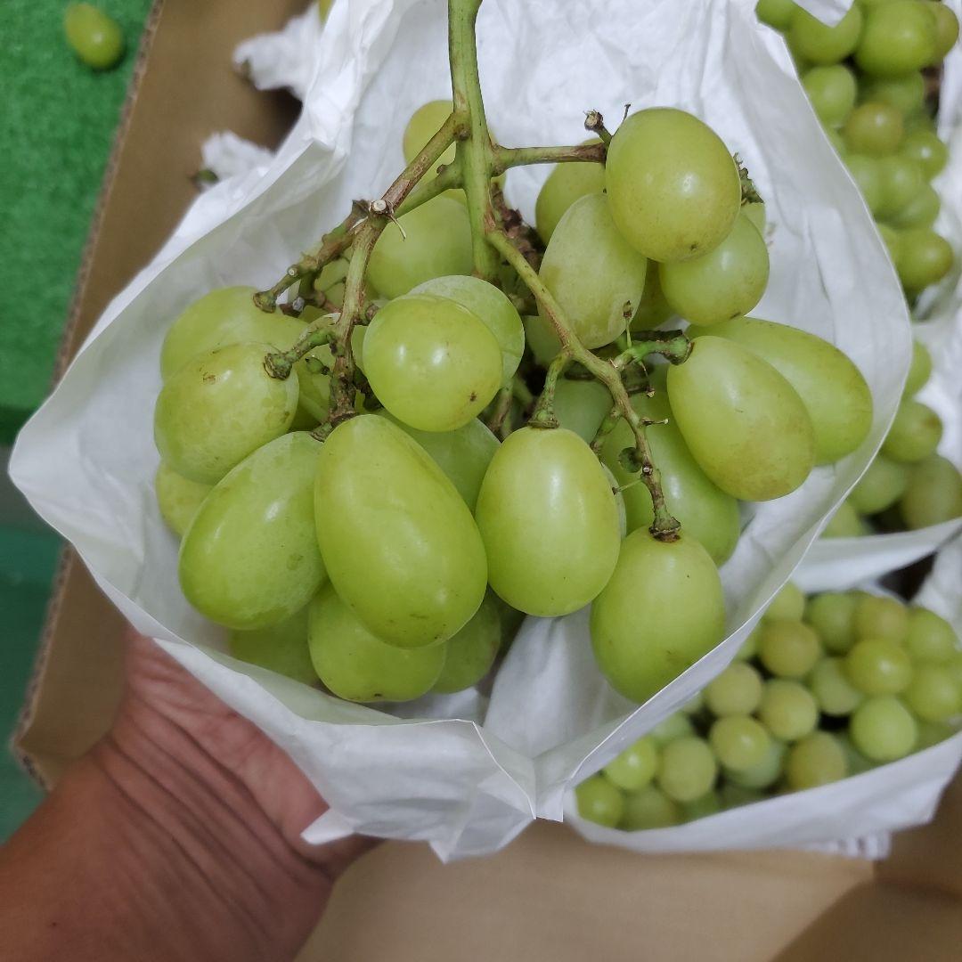5️⃣ 山梨県産 シャインマスカット１０房 箱込み 5.3キロ