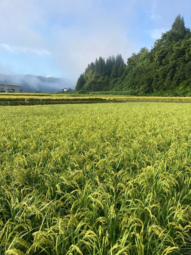 魚沼産コシヒカリ 30kg