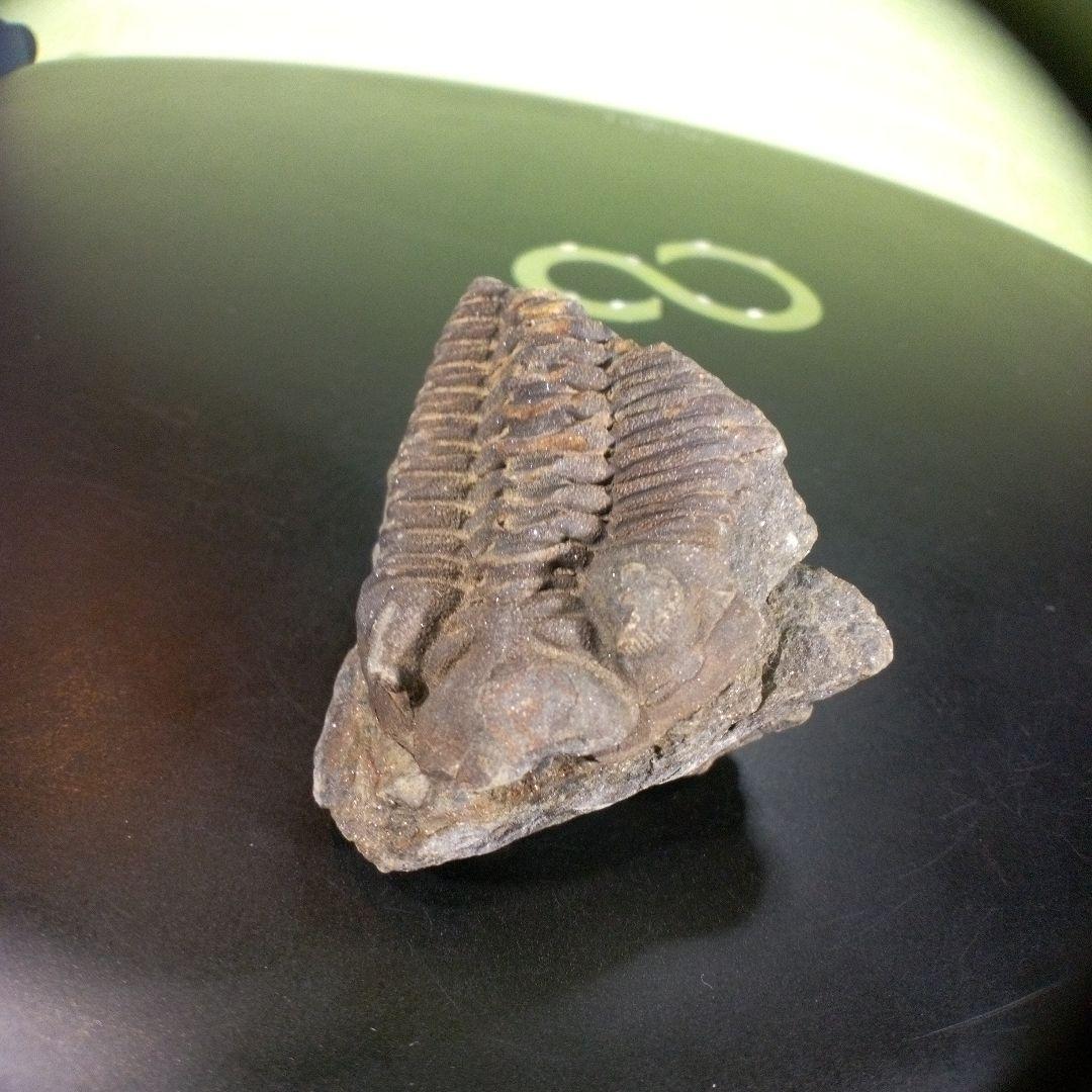 三葉虫　化石　ボリビア産　南アメリカ　trilobite　南米産fossil⑧