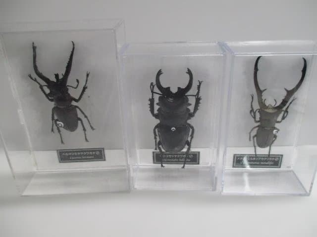 【中古品】昆虫標本　カブトムシ・クワガタ　まとめ売り