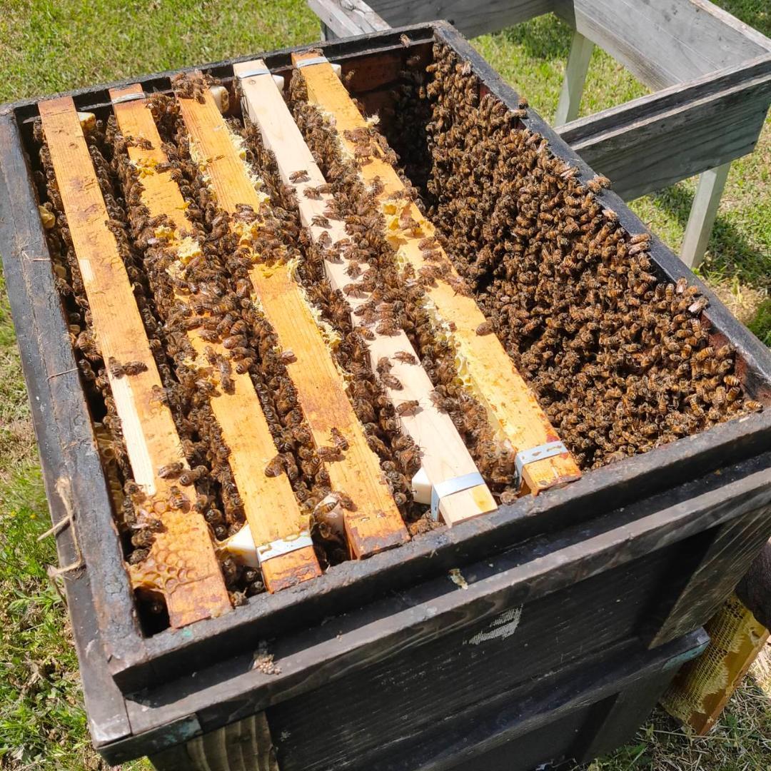 はちみつ 600g×3瓶 蜂蜜 ハチミツ 国産