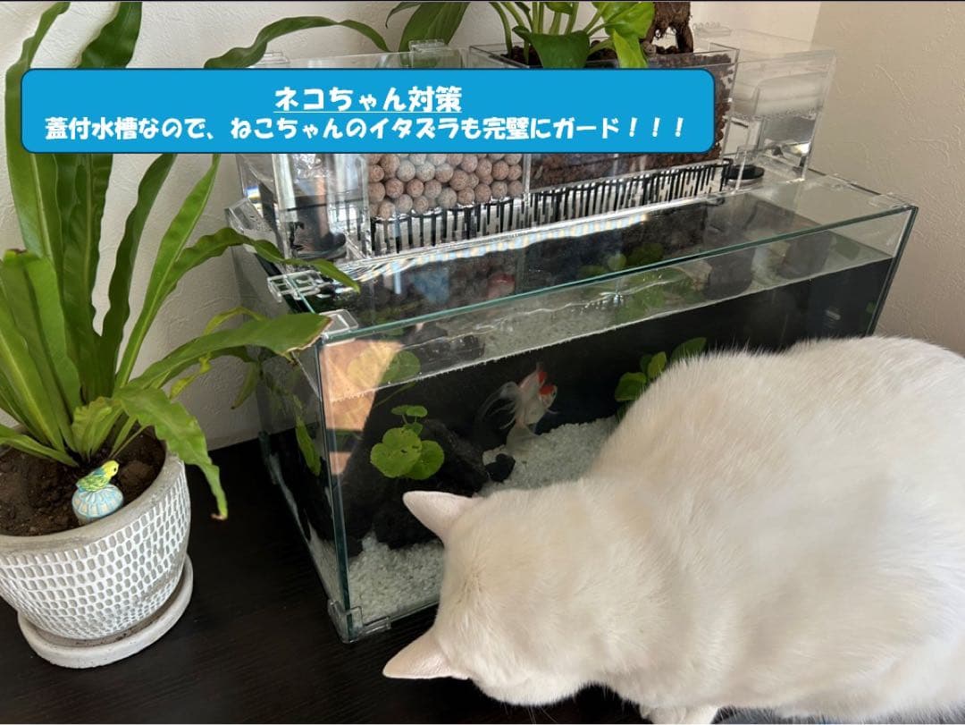 【格安】上部濾過アクアリウム水槽　アクアポニックス（観葉植物）仕様