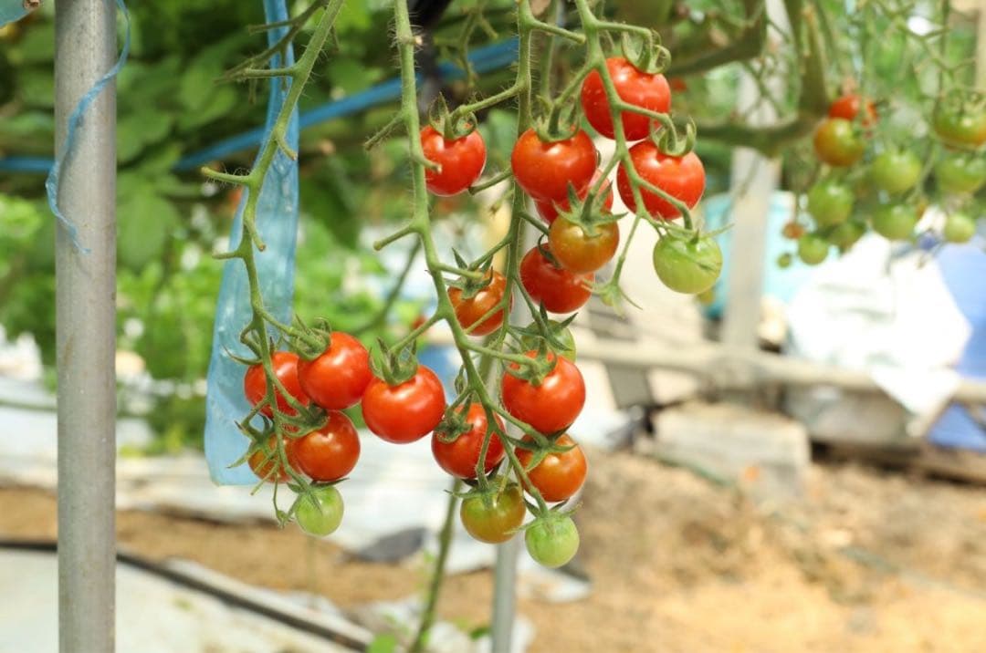 ミニトマト　15キロ　野菜　熊本　おやつ　弁当　おかず　ミネラル　リコピン