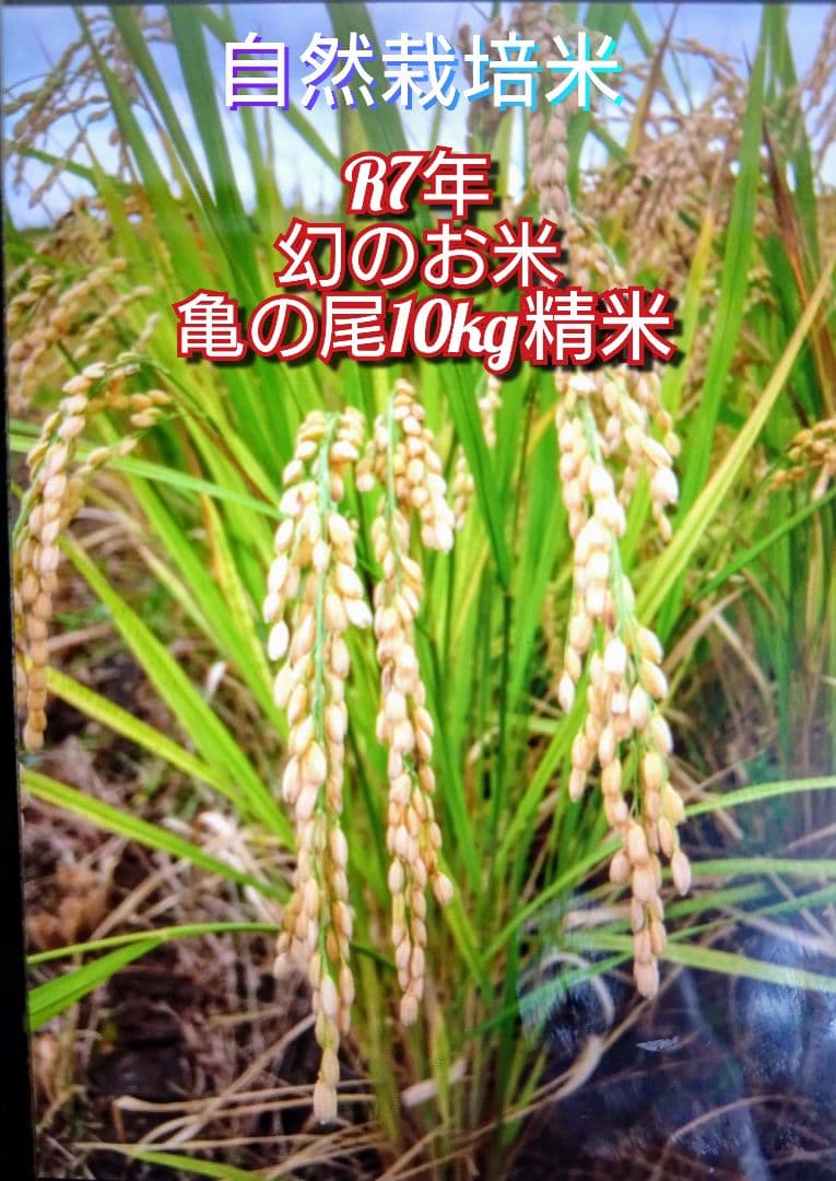3 令和7年 自然栽培米 亀の尾10kg精米