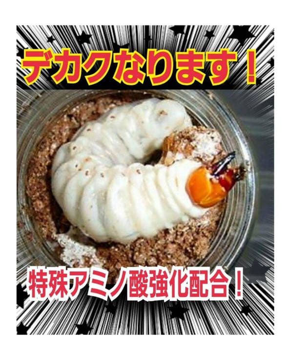 極上！黒アワビタケ菌糸瓶【7本】初令、2令に最適なサイズ！ニジイロクワガタに！