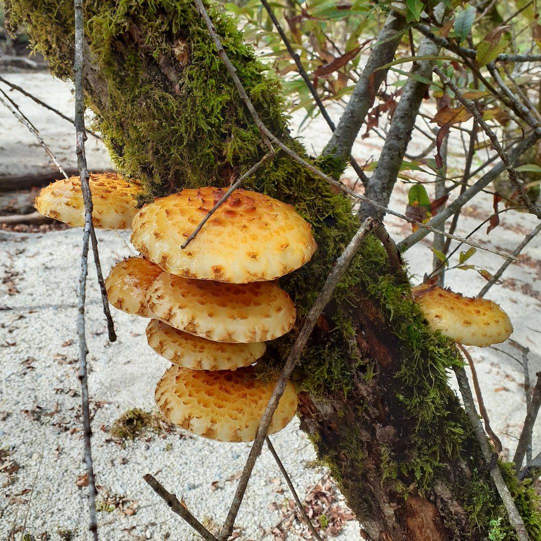 秋田県産 天然きのこ 10種類 MIX 塩漬け