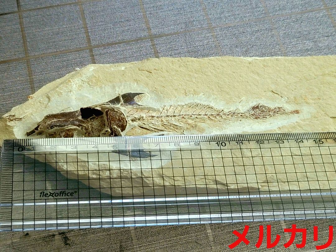 3D！魚類化石【Coccodus insignis】(crusher fish)