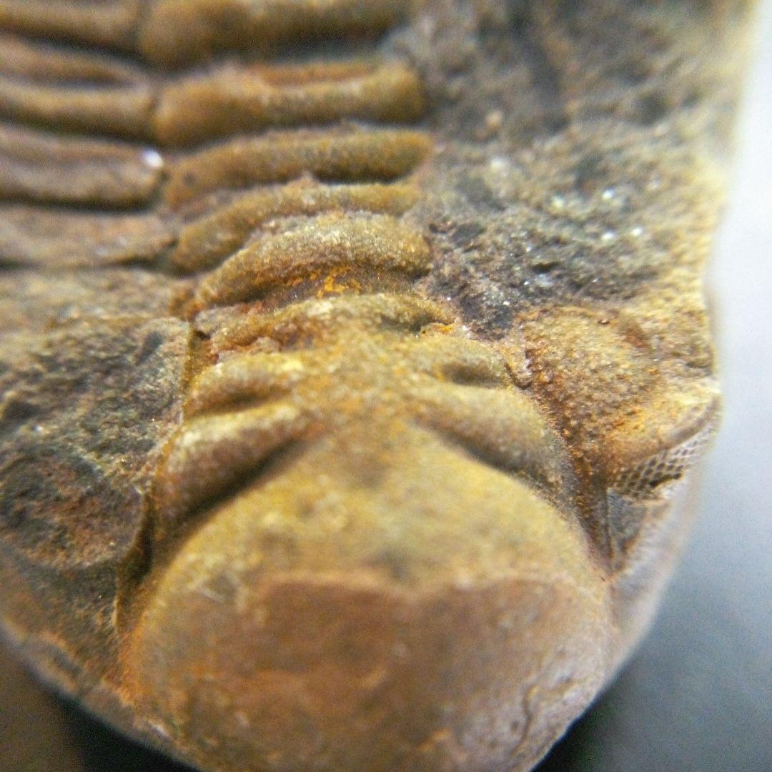 三葉虫　化石　fossil　海　ボリビア産　trilobite　海生動物分類⑥
