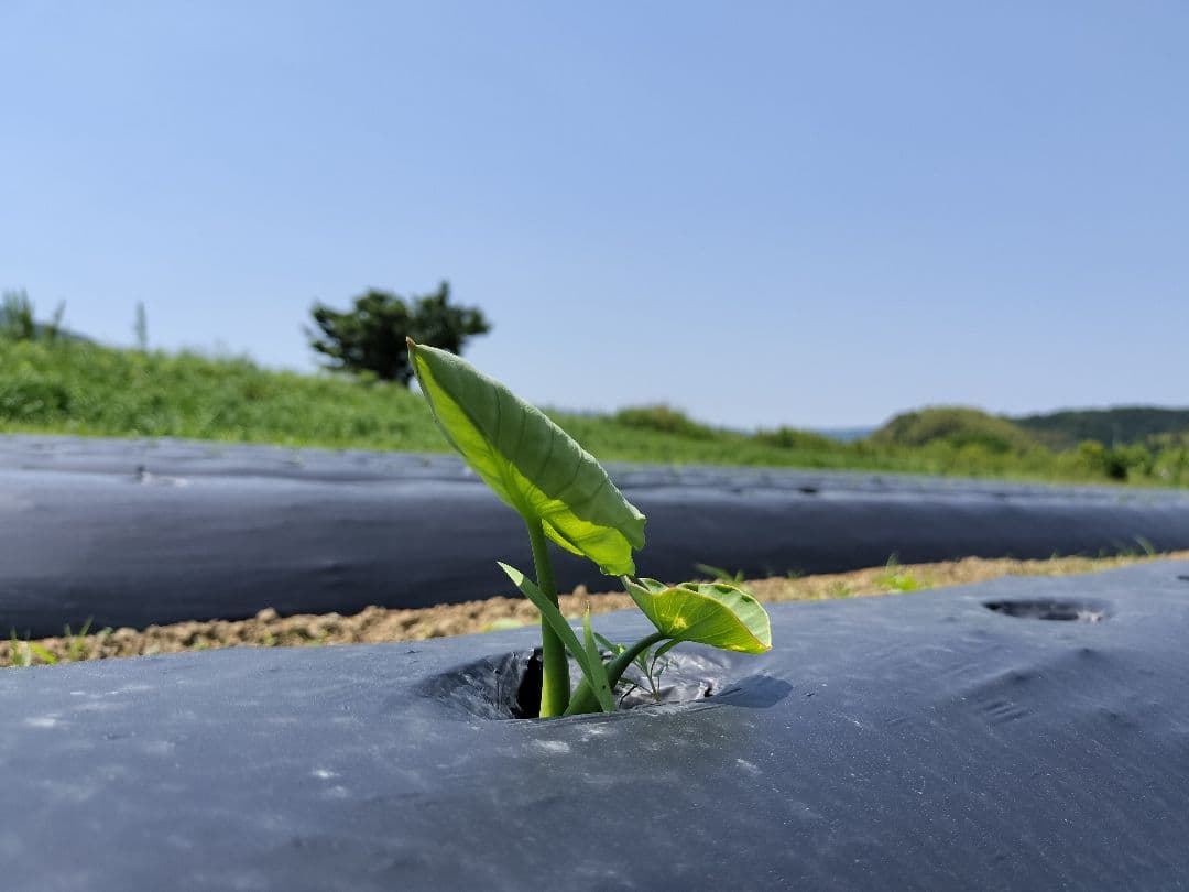 【栽培期間中農薬不使用】女早生 里芋 15kg