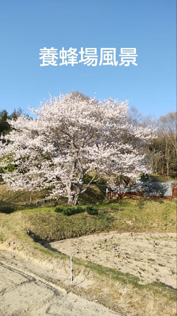 国産純粋百花はちみつ【1200グラム2本】無添加 　非加熱生蜂蜜