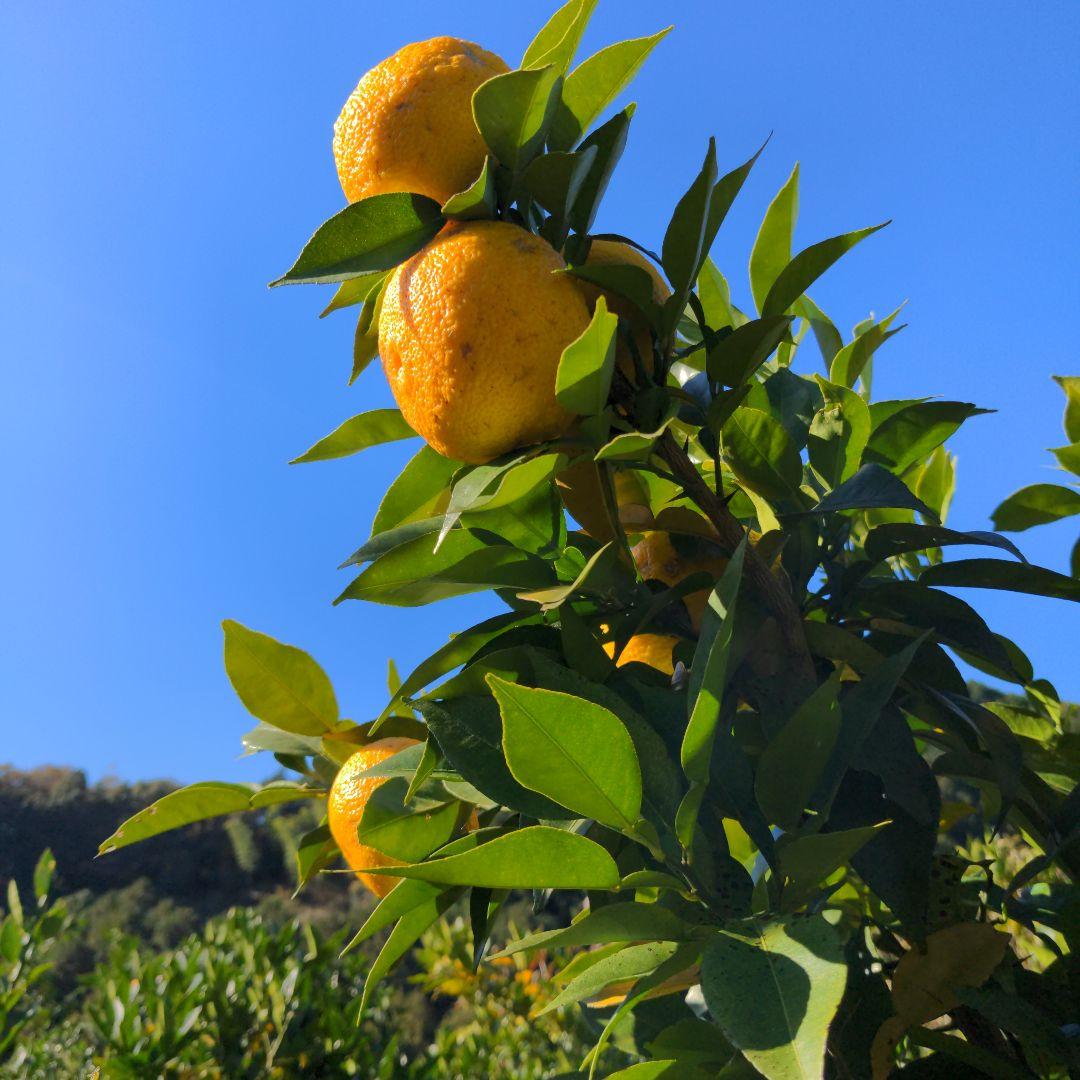 完熟本柚子（美品）２０kg。柚子胡椒、柚子ジャム、マーマレード、柚子酒、柚子風呂