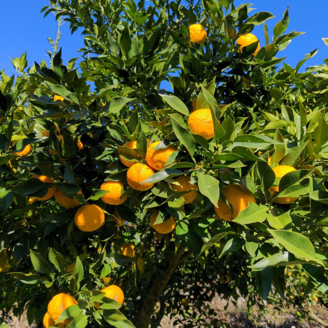 完熟本柚子（美品）２０kg。柚子胡椒、柚子ジャム、マーマレード、柚子酒、柚子風呂