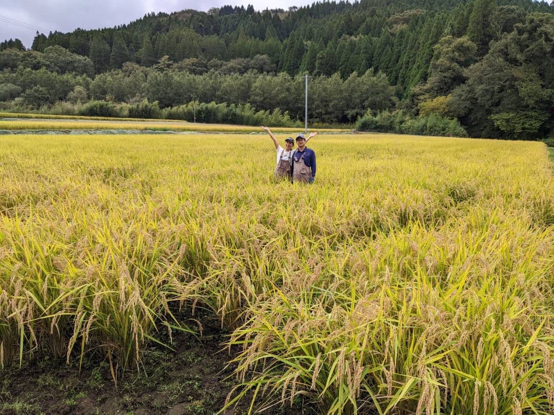 ★自然栽培米　玄米20kg(5kg×4)　令和7年度　熊本県産　森のくまさん★