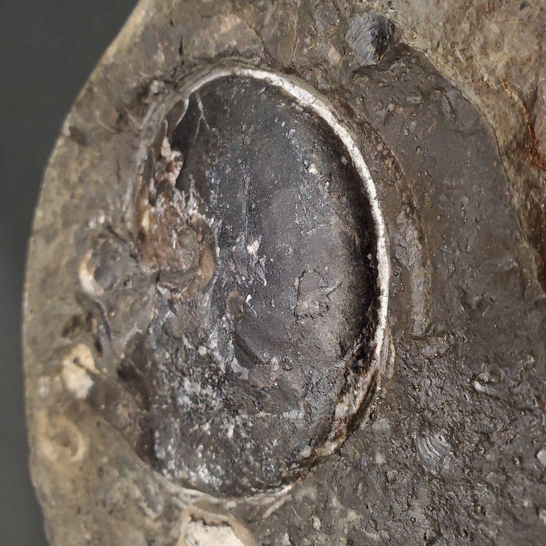 母岩付き アンモナイト 三畳紀 化石 本物 ノルウェー産 210mm fan1