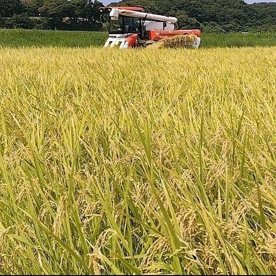令和7年産 茨城県産 コシヒカリ 白米 精米代込み 10Kg 10キロ ②