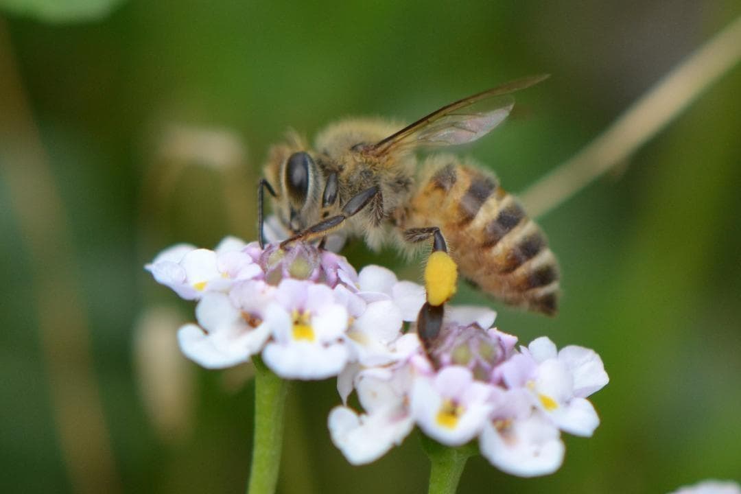 岐阜県産 日本蜜蜂の蜂蜜　純粋はちみつ 1500g (300g×5本）　③