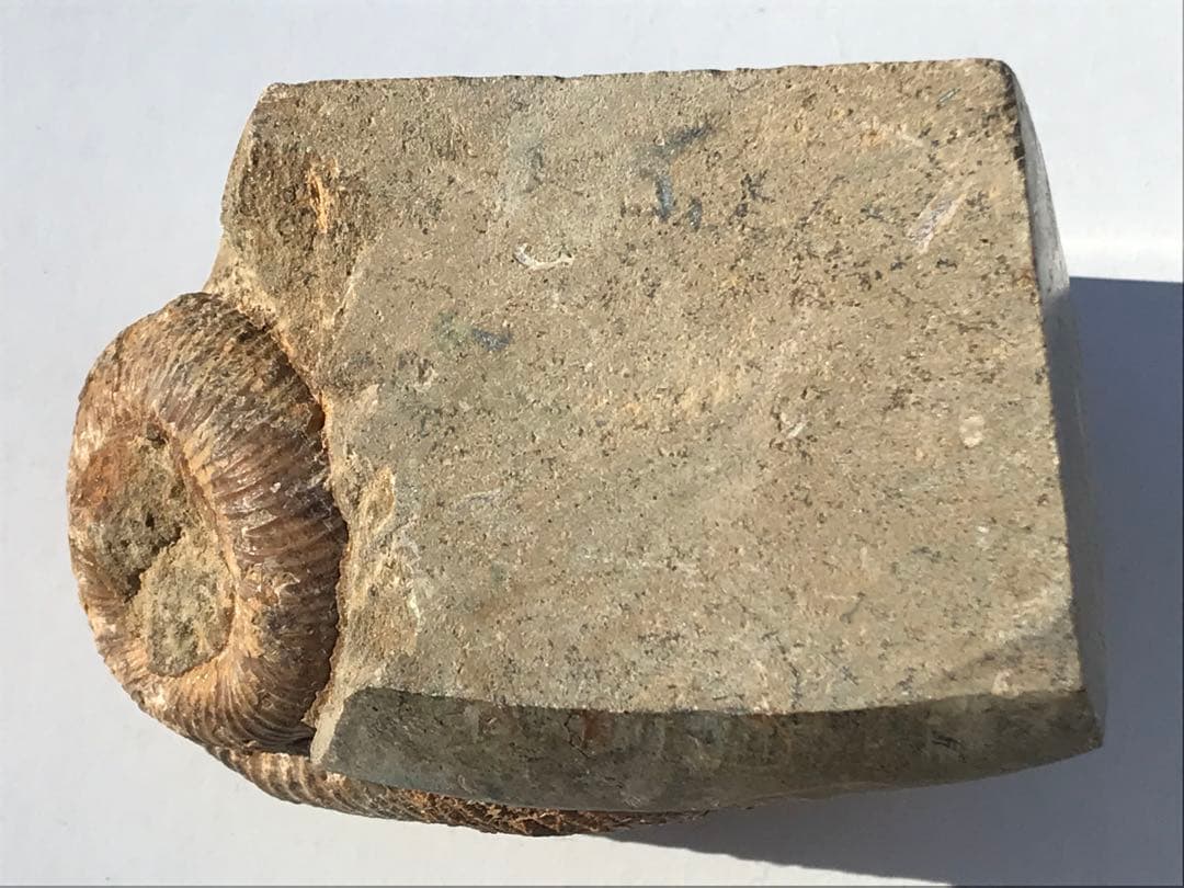 【限定価格】マダガスカル産　異常巻きアンモナイト化石（ノストセラス）　母岩付き