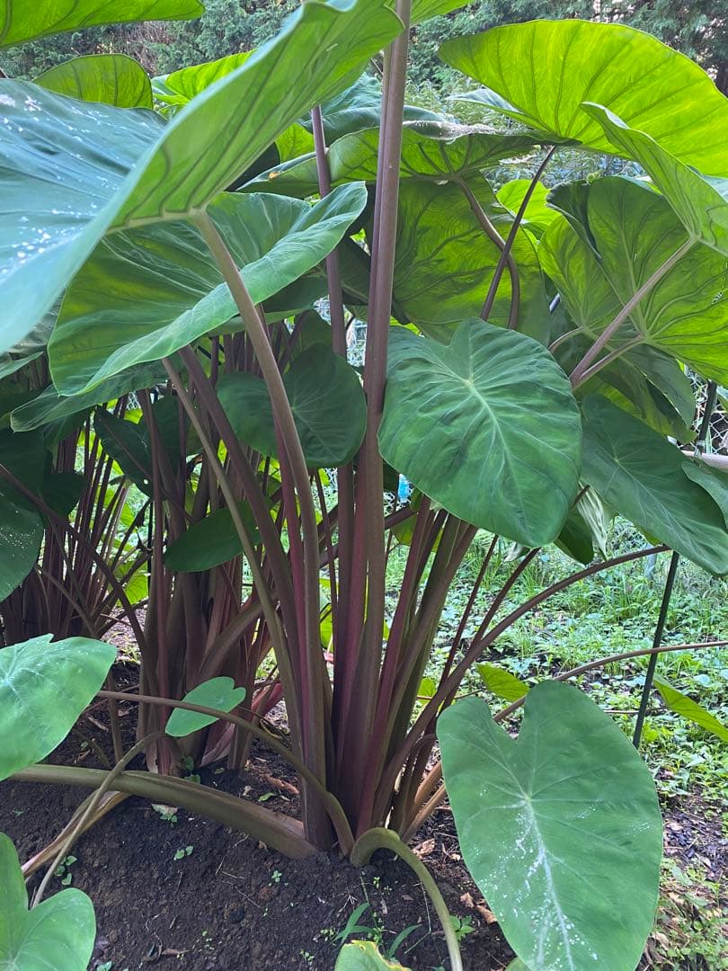 里芋　八頭 ぽん太10キロ 富士山麓産