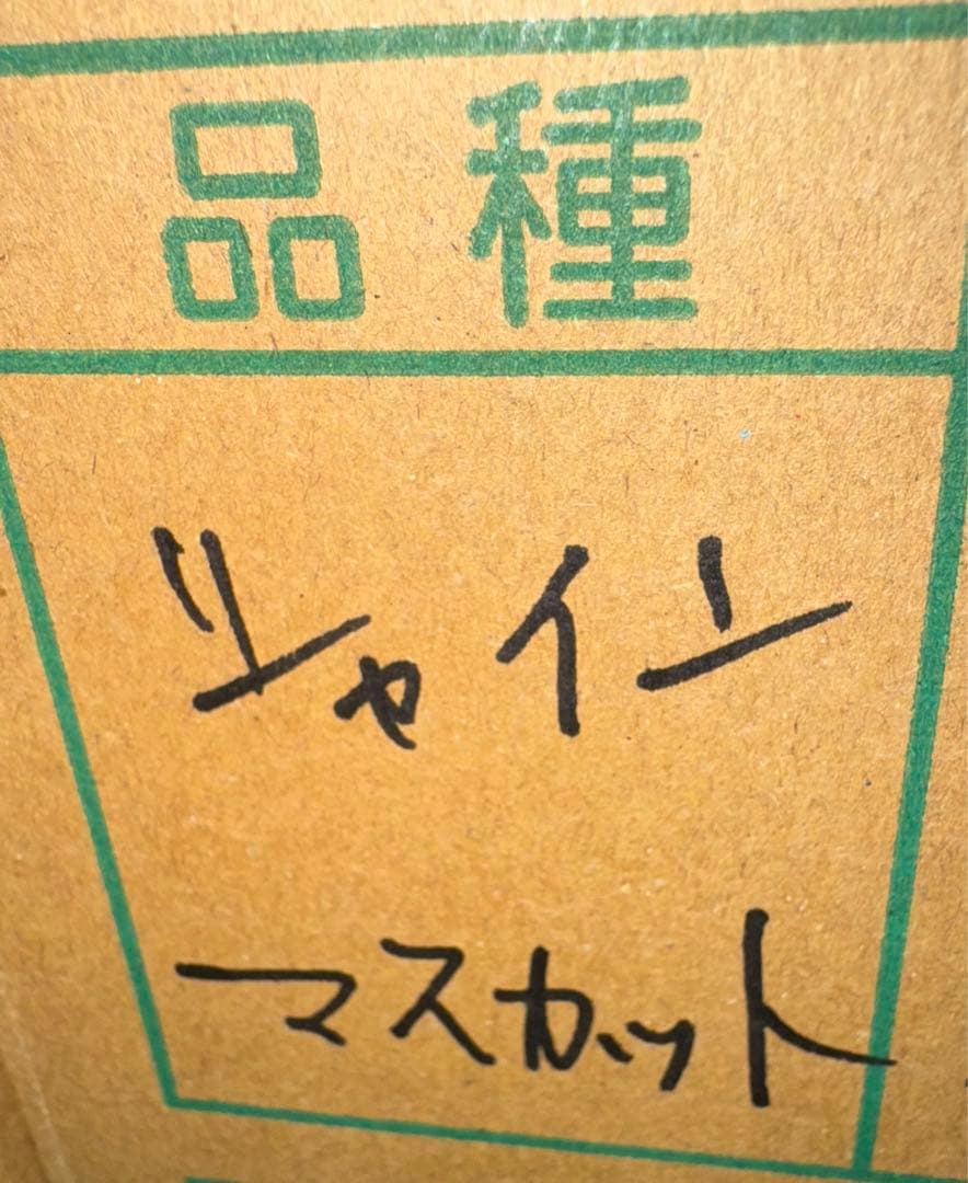山梨県産ぶどう⭐️シャインマスカット⭐️家庭用完熟⭐️11房入り箱込み約5キロ